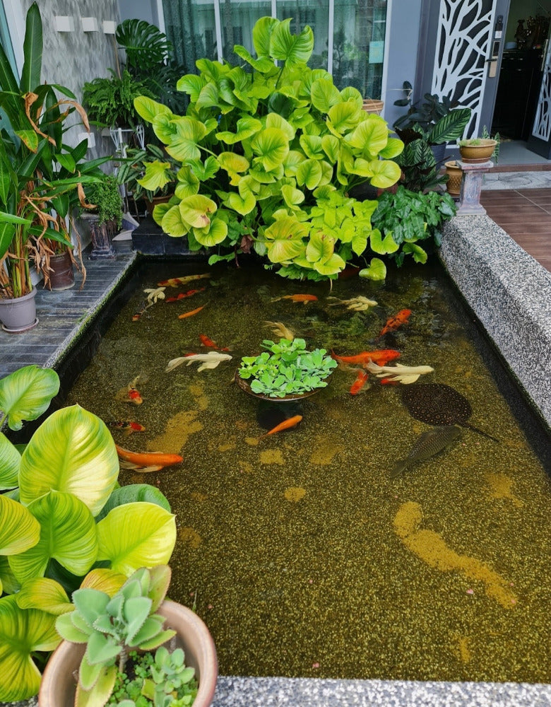Splosht – Cleans water naturally