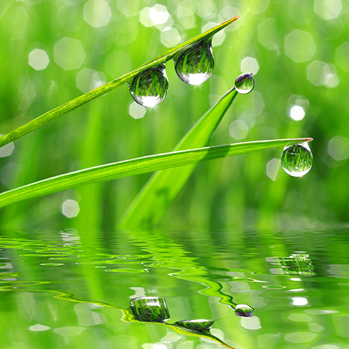 Splosht – Cleans water naturally